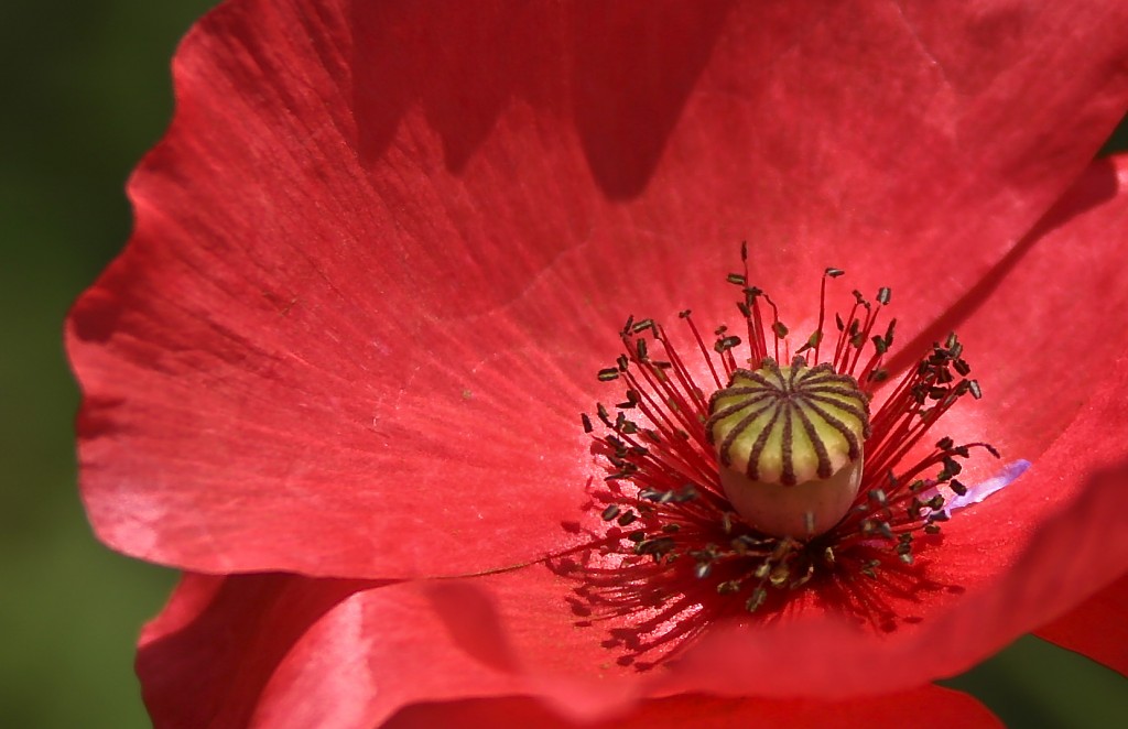 Red Poppy